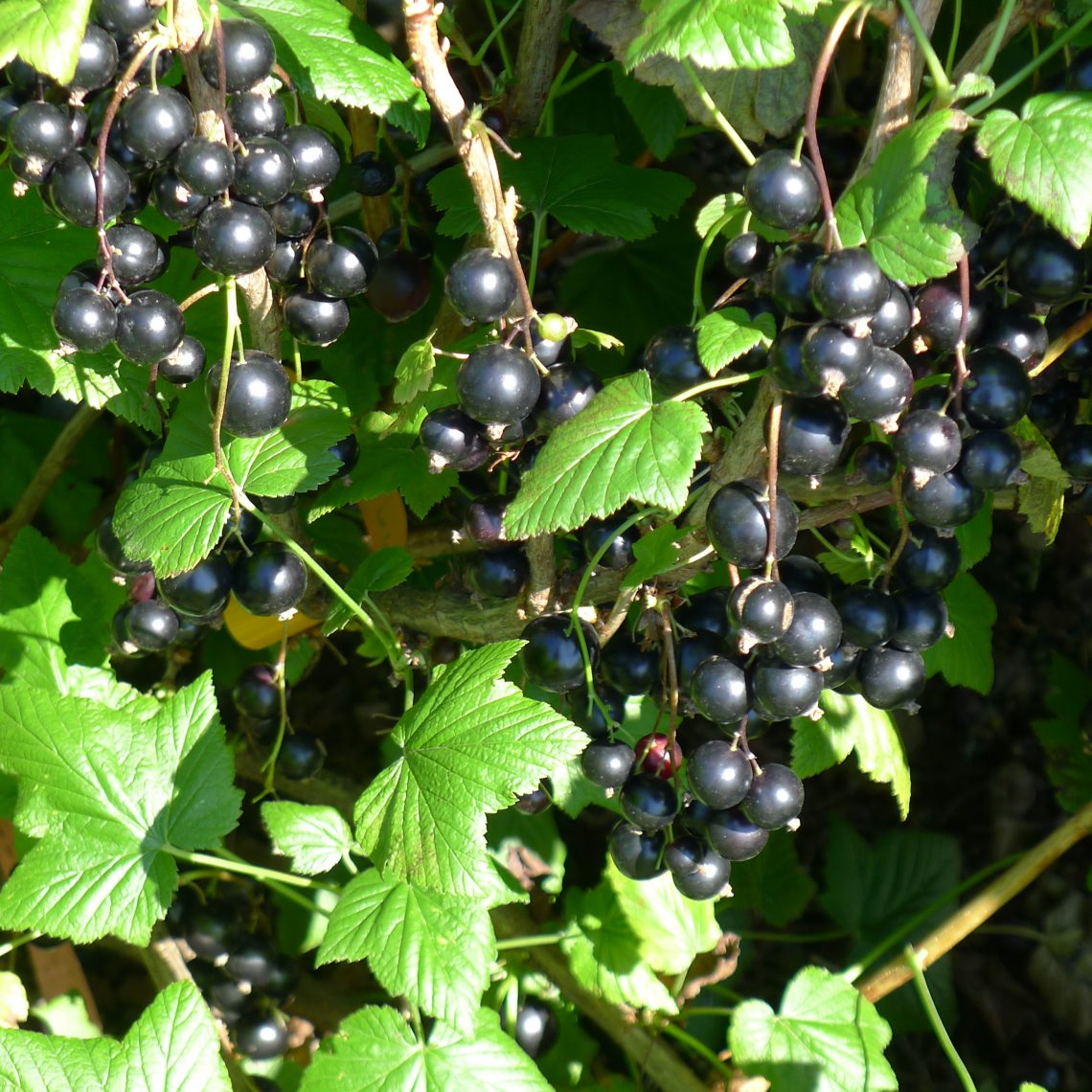 Blackcurrants – Winterwood Farms Ltd