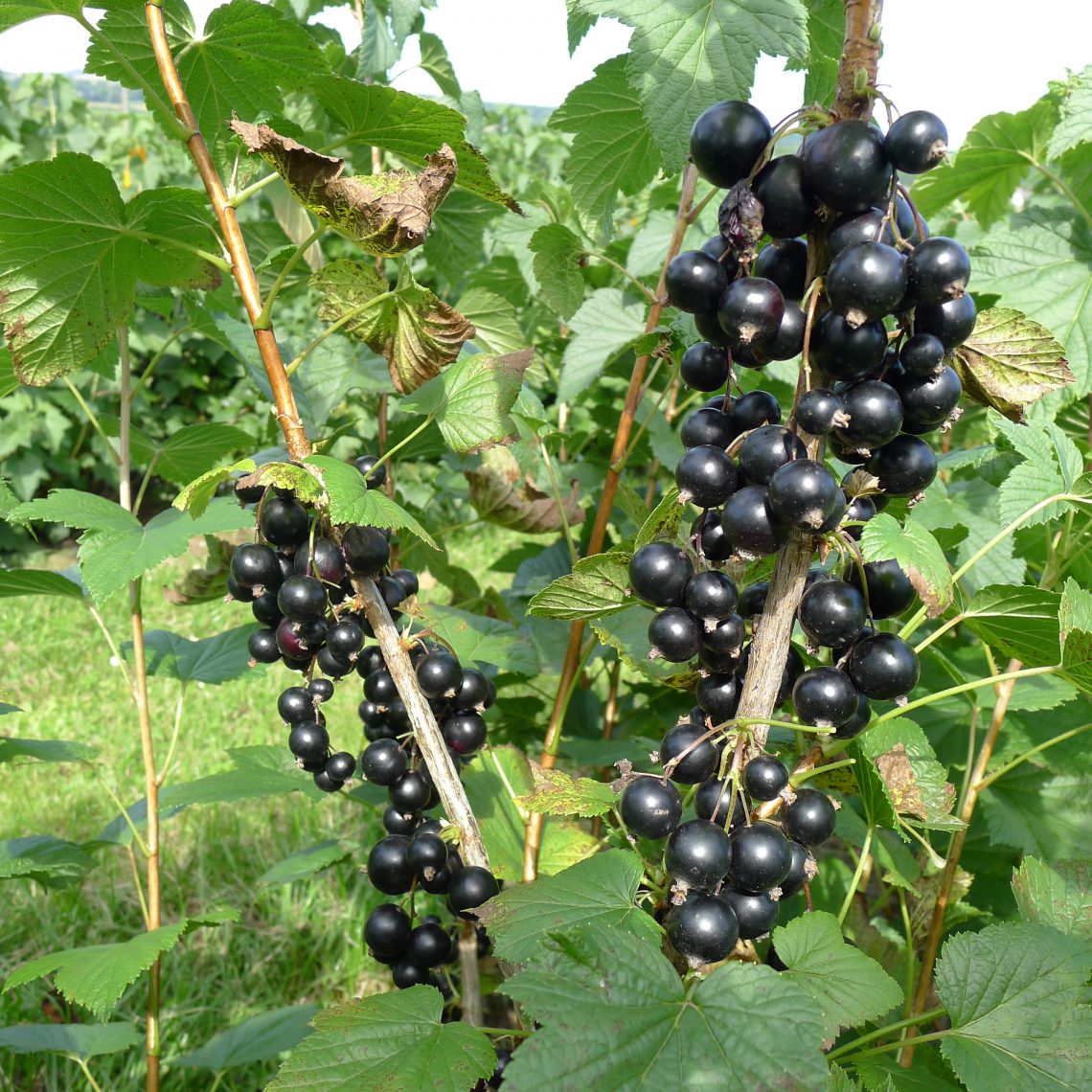 Blackcurrants – Winterwood Farms Ltd