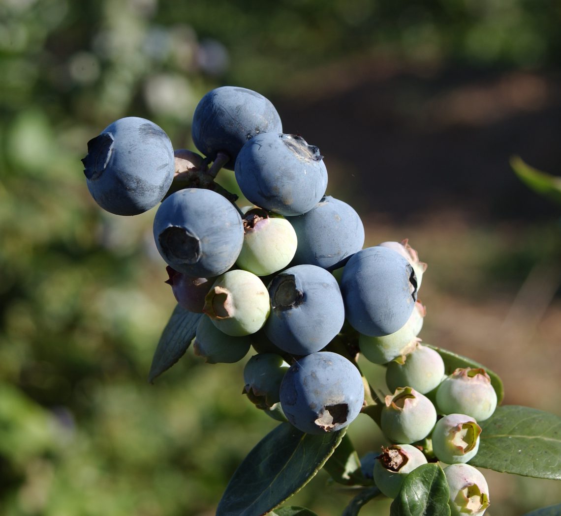 Products – Winterwood Farms Ltd