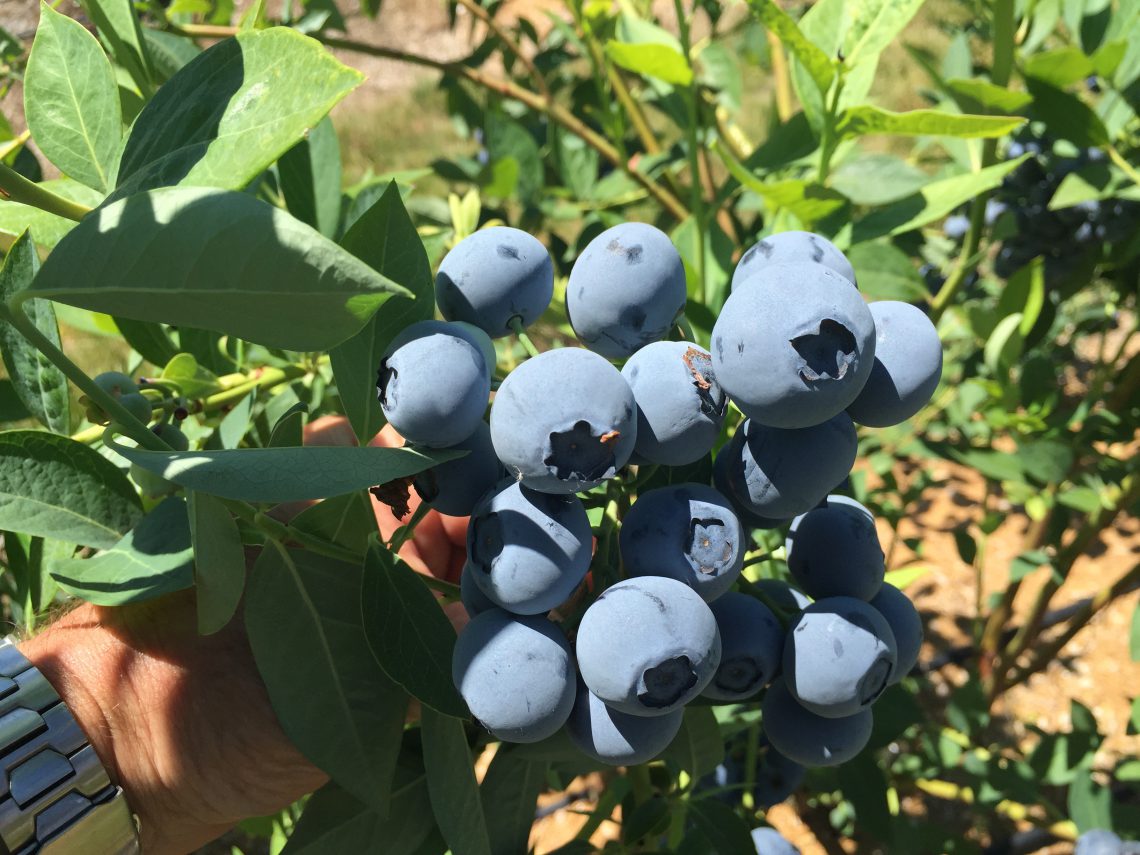 Blueberries – Winterwood Farms Ltd