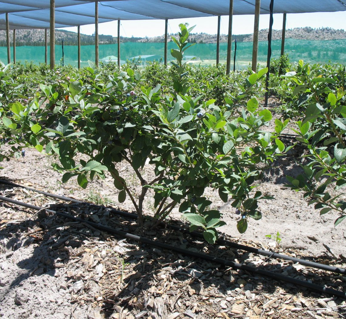 South Africa – Winterwood Farms Ltd