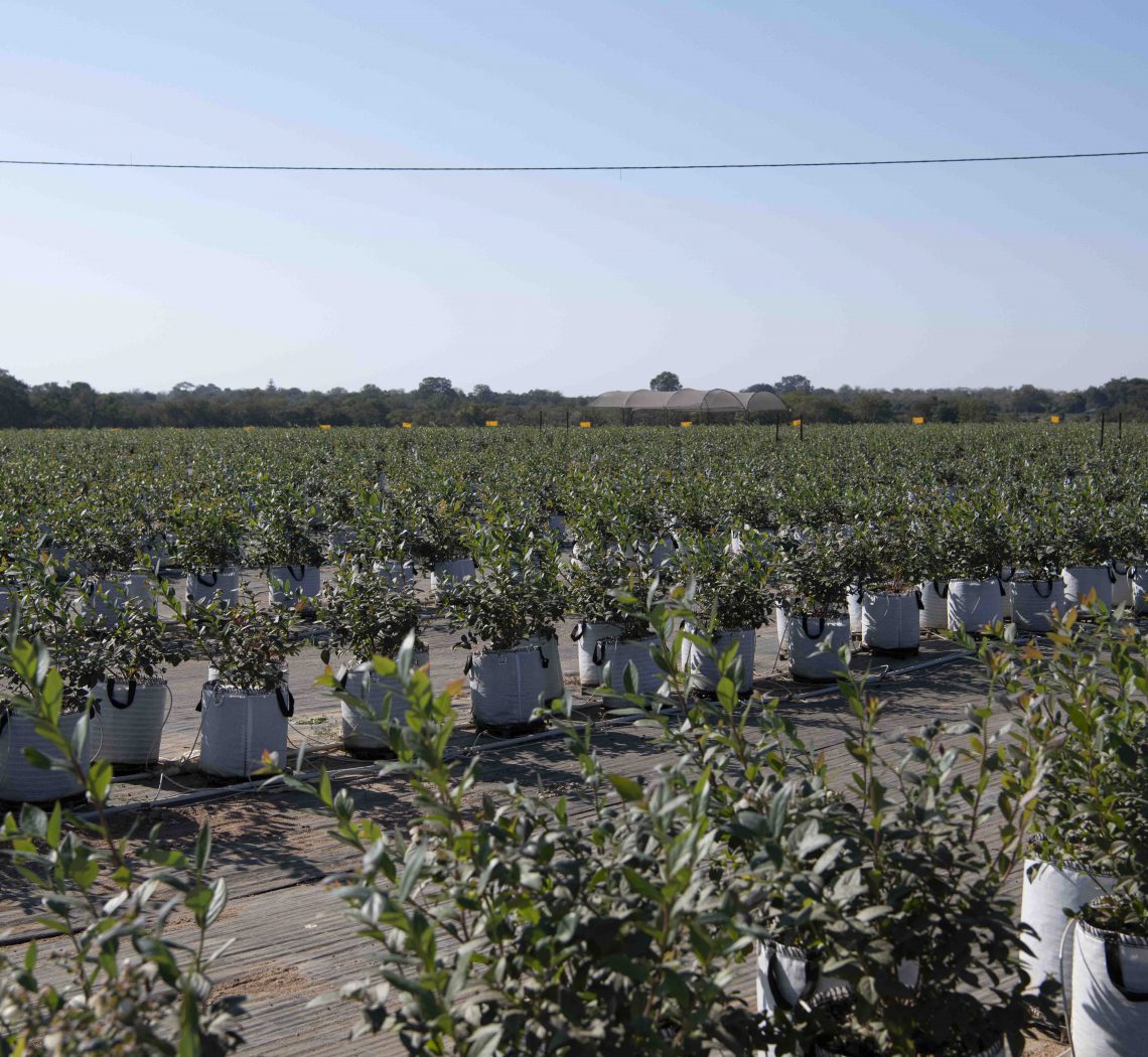 South Africa – Winterwood Farms Ltd